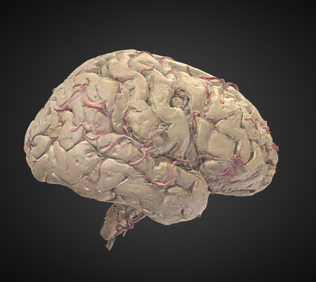 Laringe y Tráquea - Anatomía Humana 3D - UACH