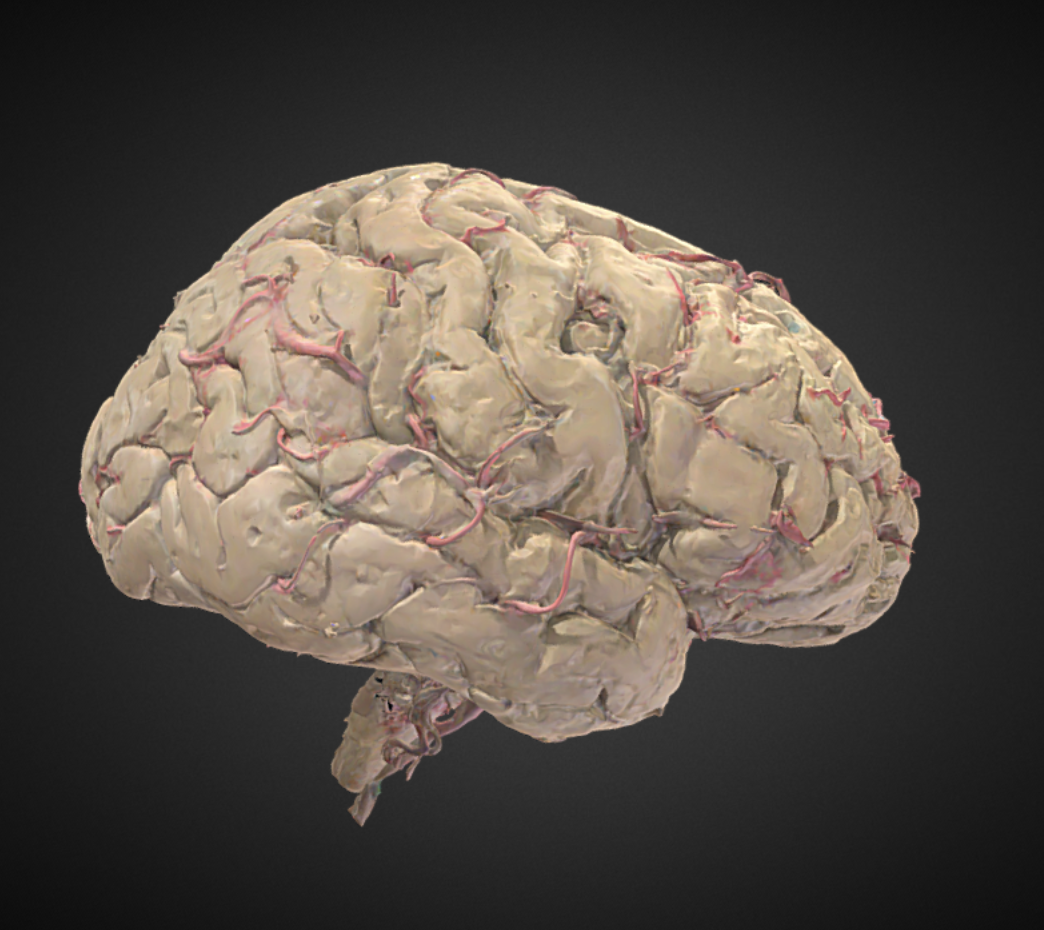Oreja - Anatomía Humana 3D - UACH
