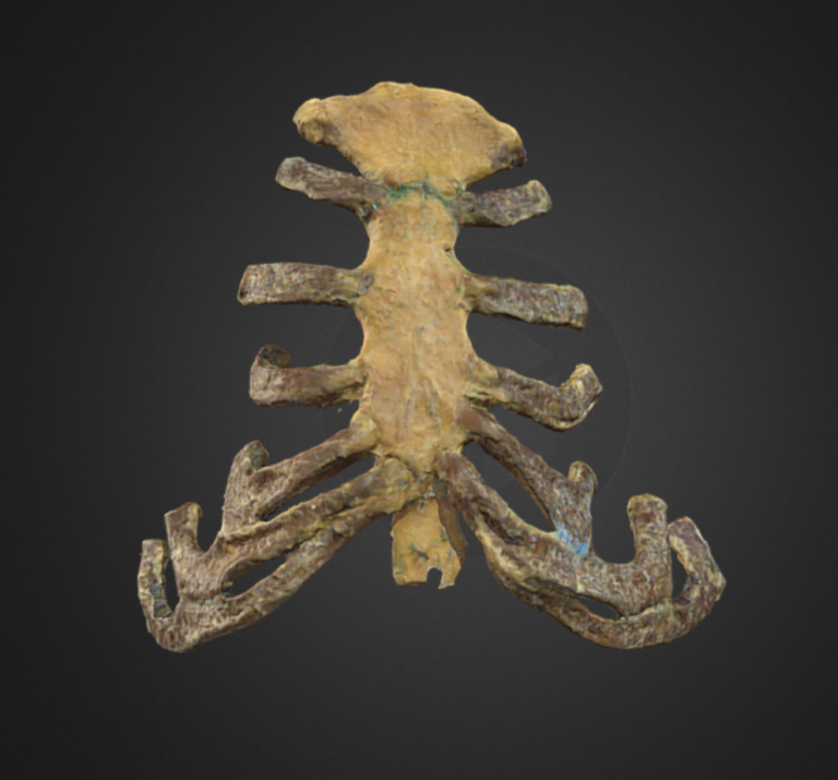 1era Costilla - Anatomía Humana 3D - UACH