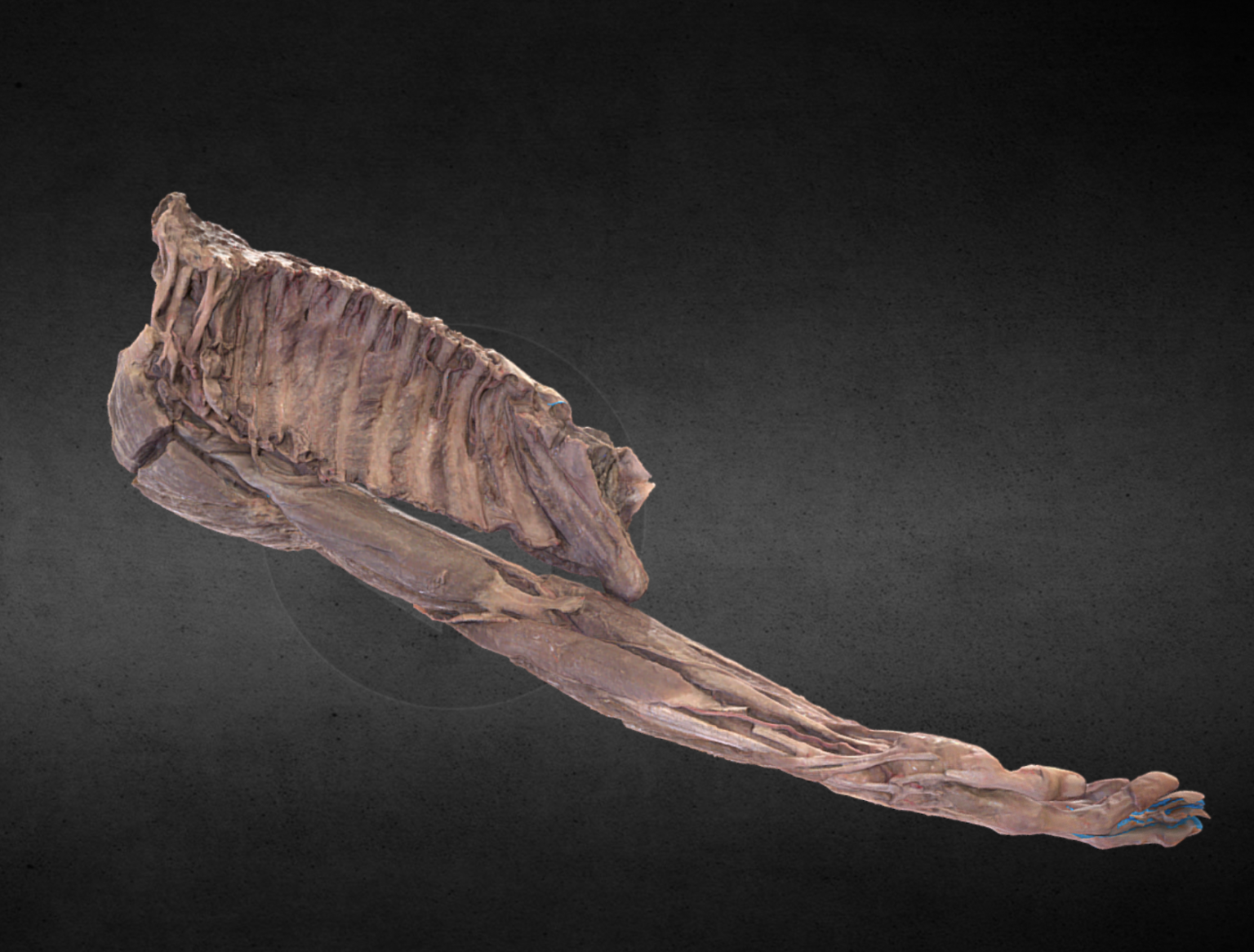 Clavícula - Anatomía Humana 3D - UACH