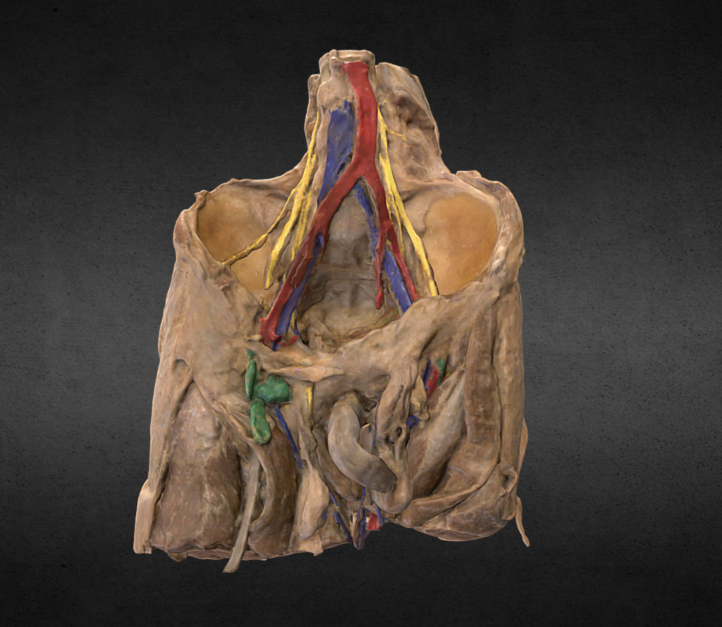 Rodilla - Anatomía Humana 3D - UACH