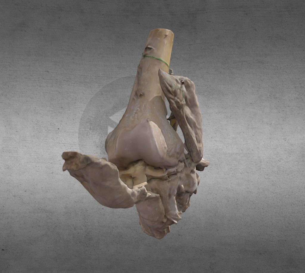 Músculos del Muslo - Anatomía Humana 3D - UACH