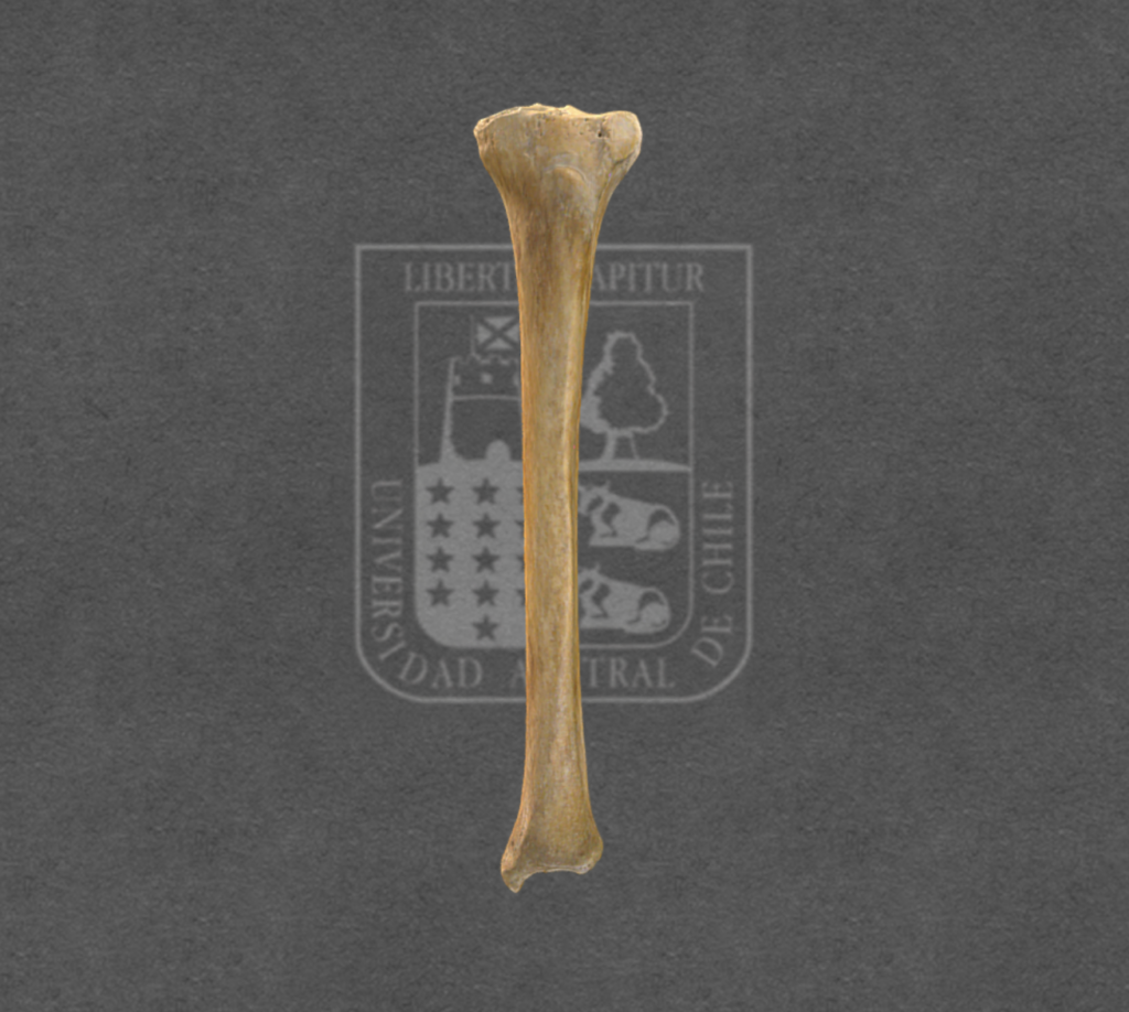 Músculos del Muslo - Anatomía Humana 3D - UACH